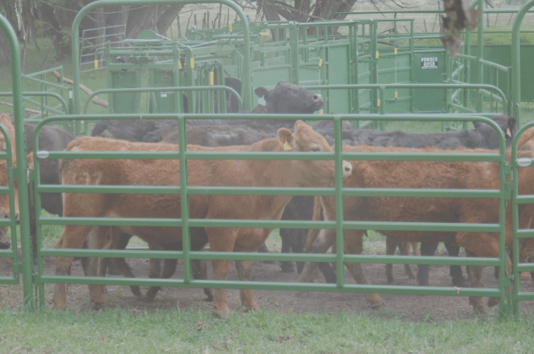 Cattle Gates and Panels