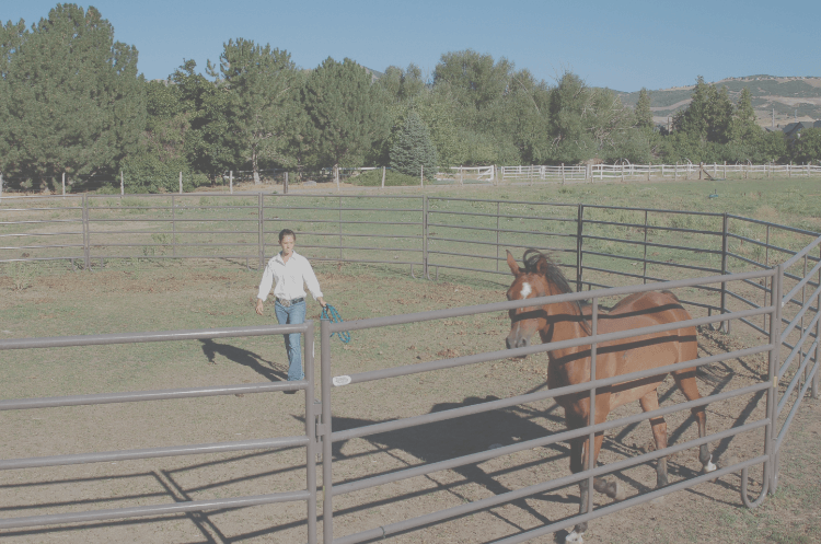 Equine Gates and Panels