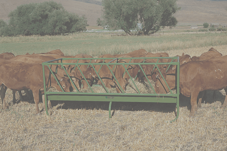 Cattle Feeding