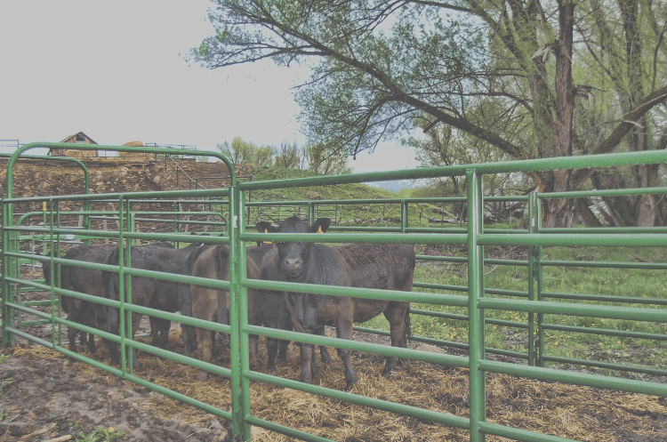 Cattle Gates and Panels