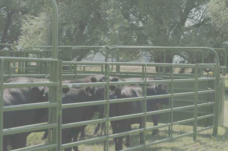 Cattle Gates and Panels